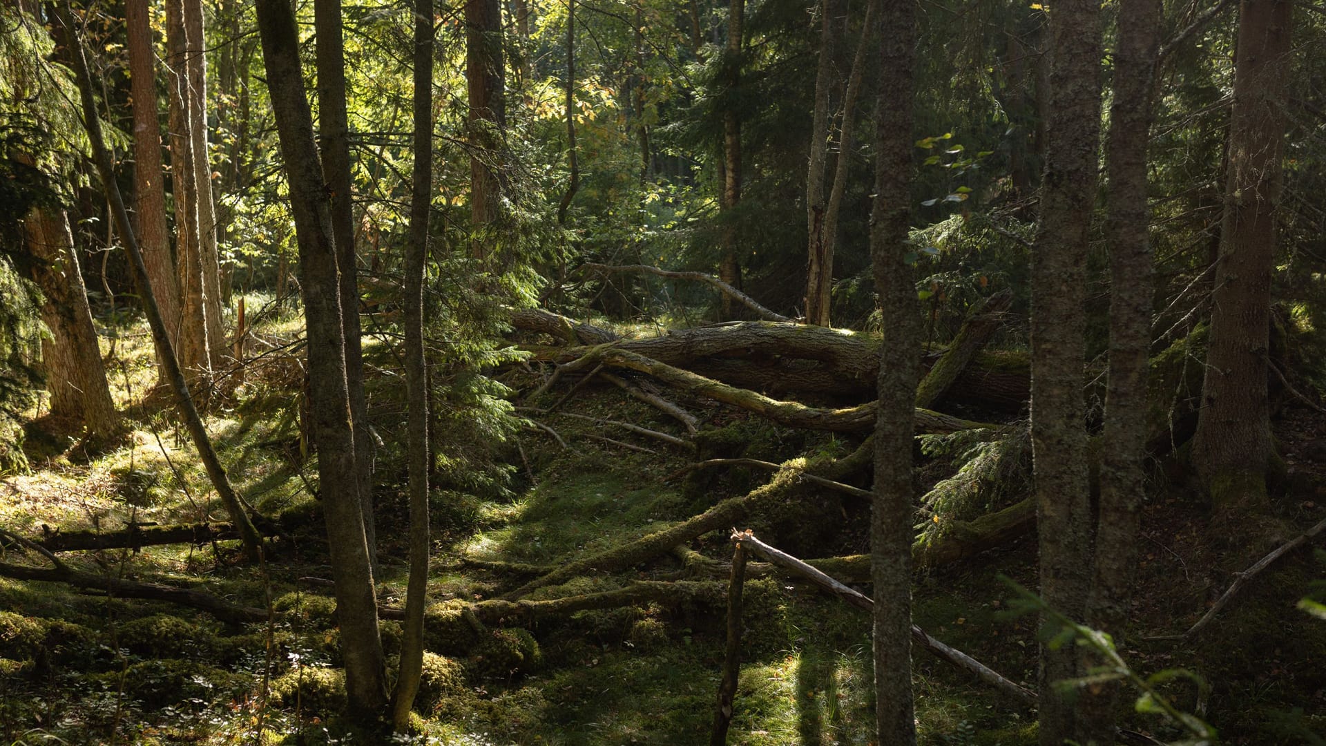 Arbonics | Knowledge Hub